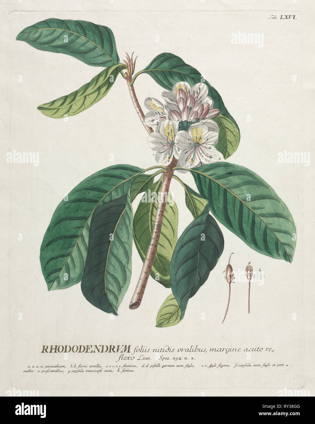 66 rhododendron hi-res stock photography and images - Alamy