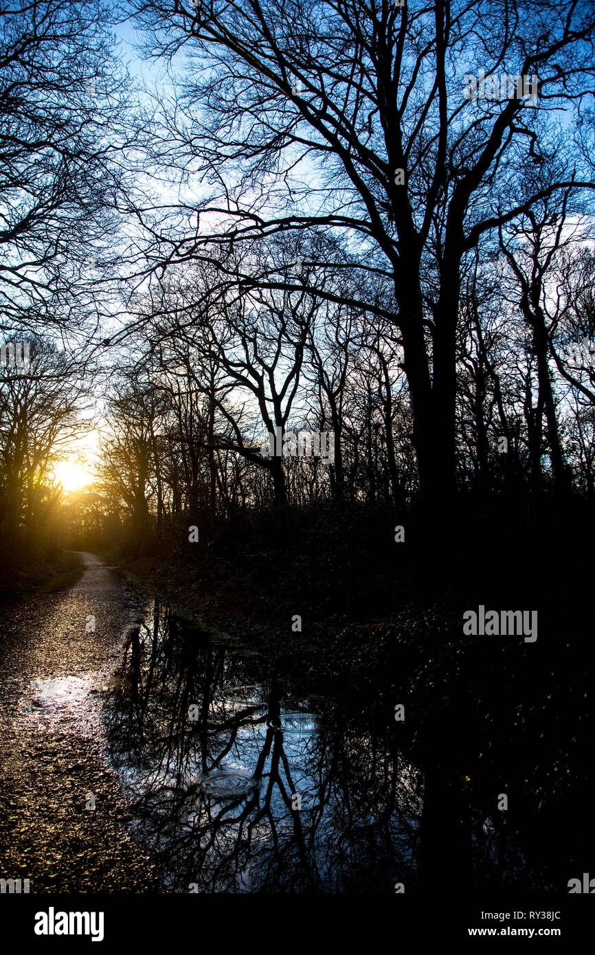 Parkhurst forest wight hi-res stock photography and images - Alamy