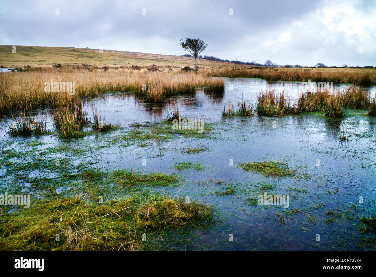 Standing water and lone tree on bodmin moor bodmin moor hi-res stock ...