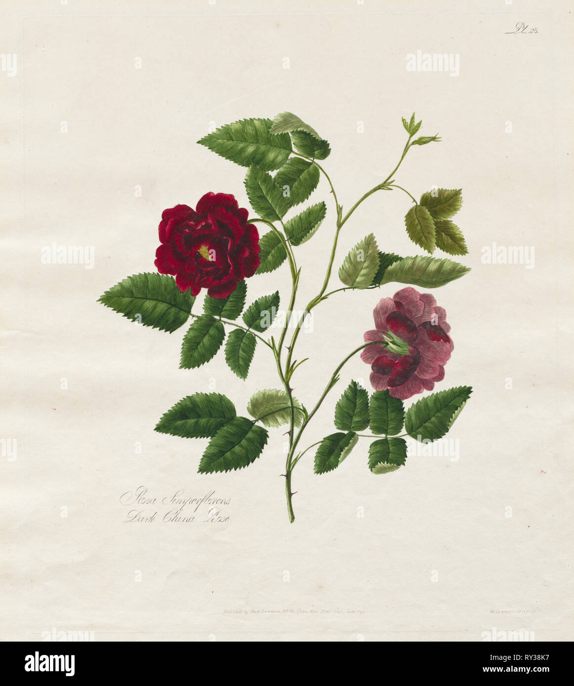 Mary lawrence rose hi-res stock photography and images - Alamy