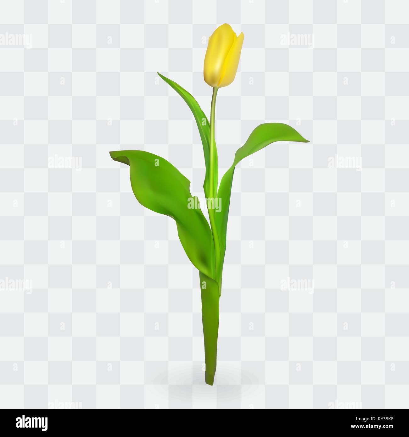 Beautiful tulips on transparent background. Vector Illustration. EPS10 ...