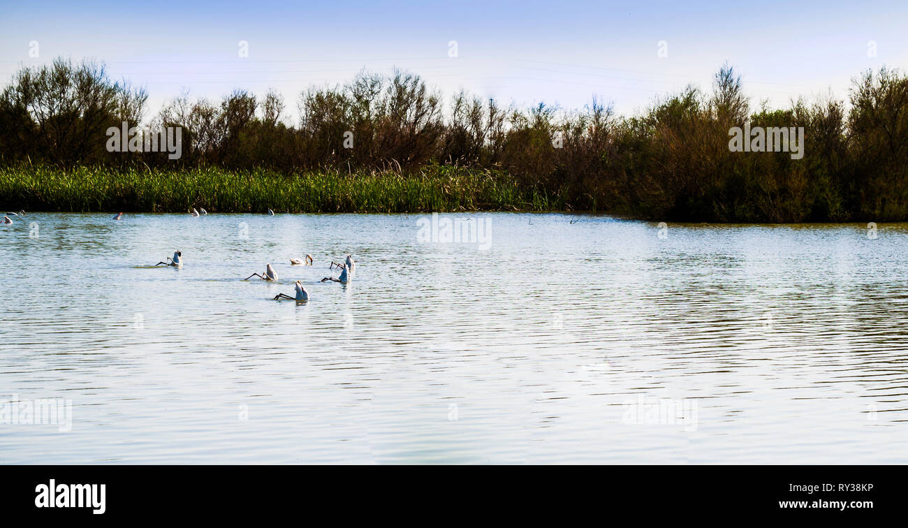 Flamingo bird eating underwater hi-res stock photography and images - Alamy