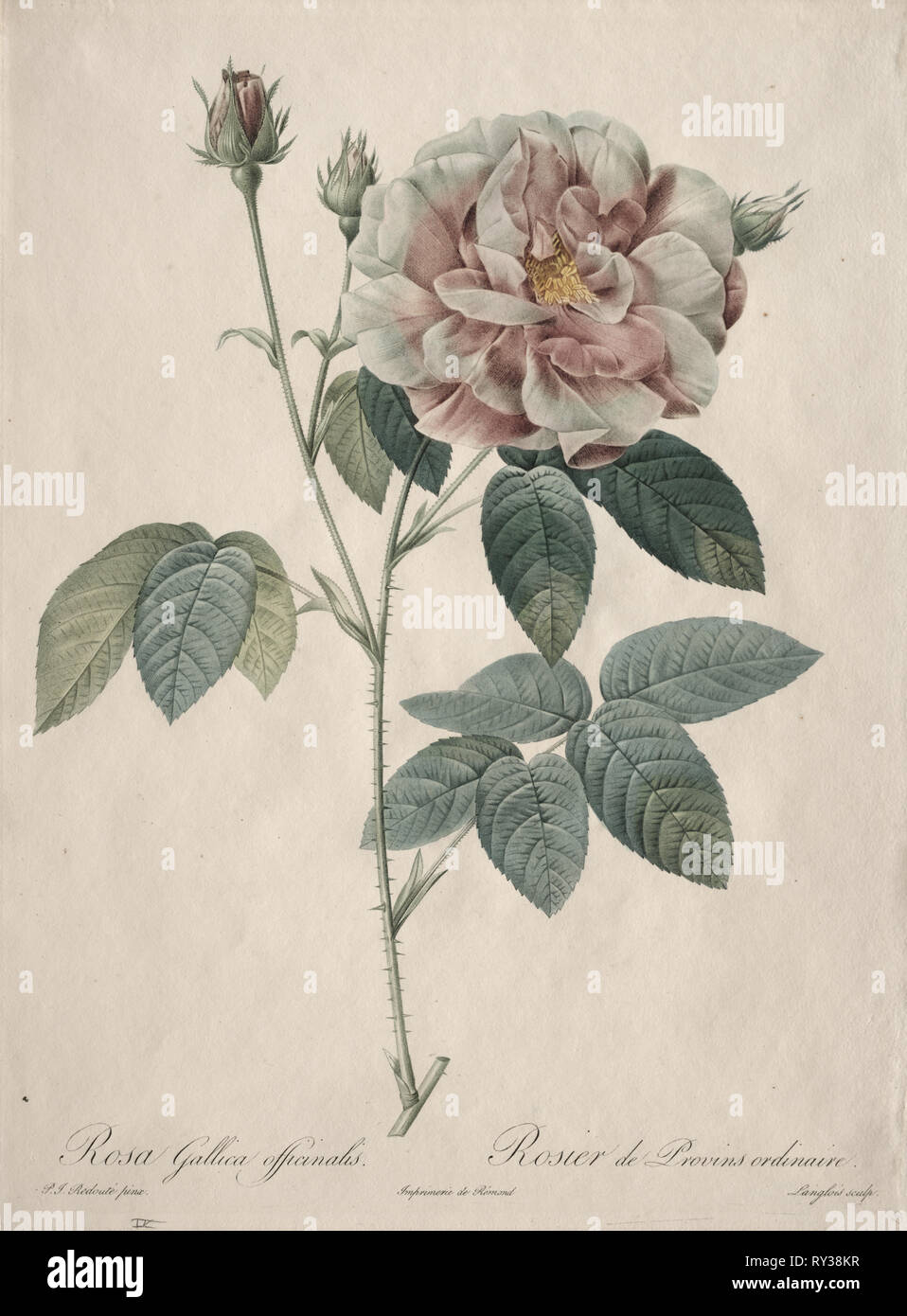 Les Roses: Rosa Gallica, 1817-1824. Henry Joseph Redouté (French, 1766 ...