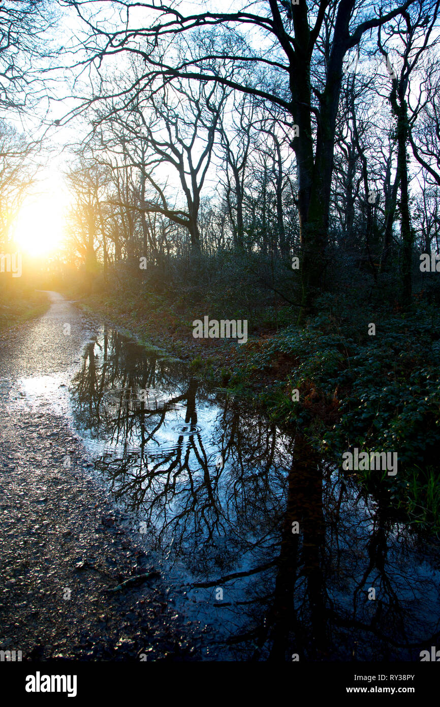 winter,leafless,trees,without,leaves,silhouette,against,sky,blue,misty ...