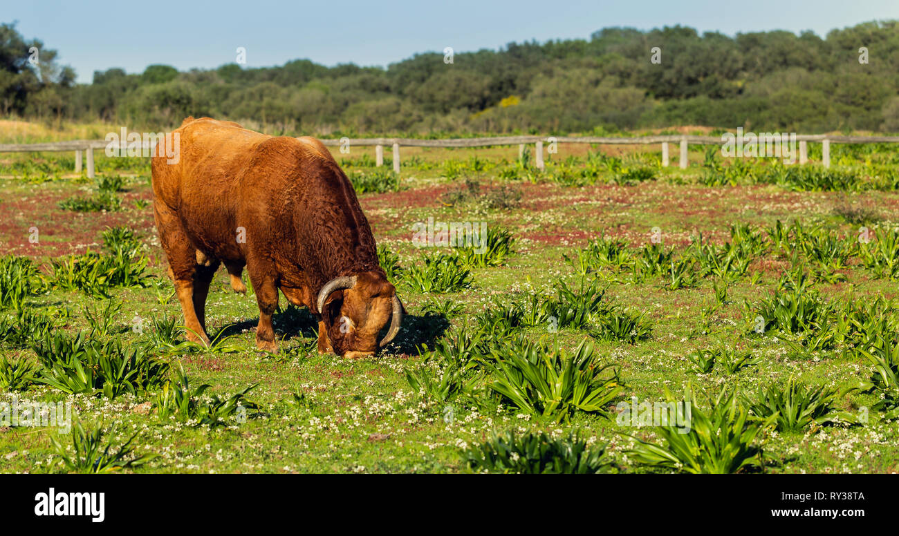 Retinto hi-res stock photography and images - Alamy