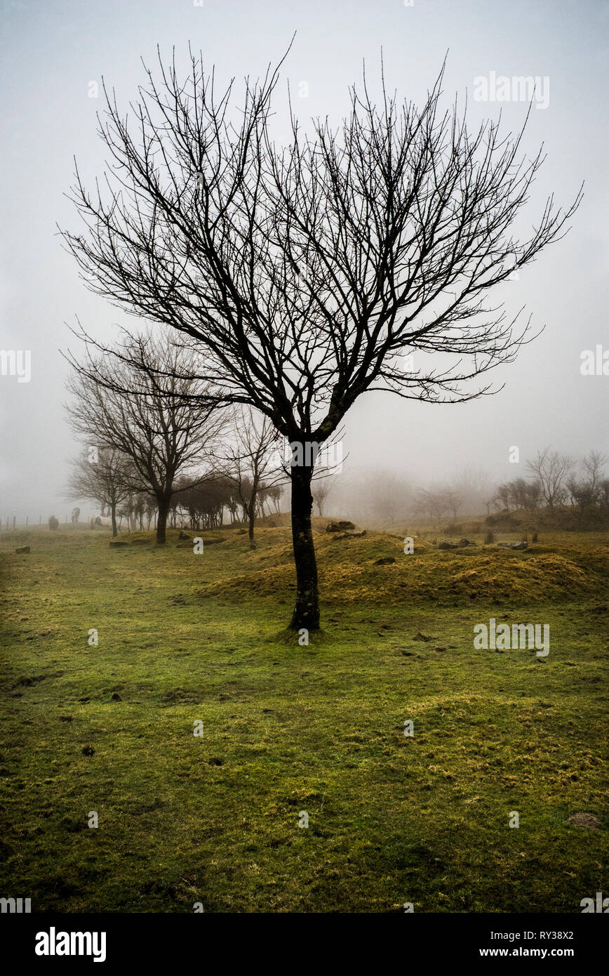 Wind beaten trees hi-res stock photography and images - Alamy