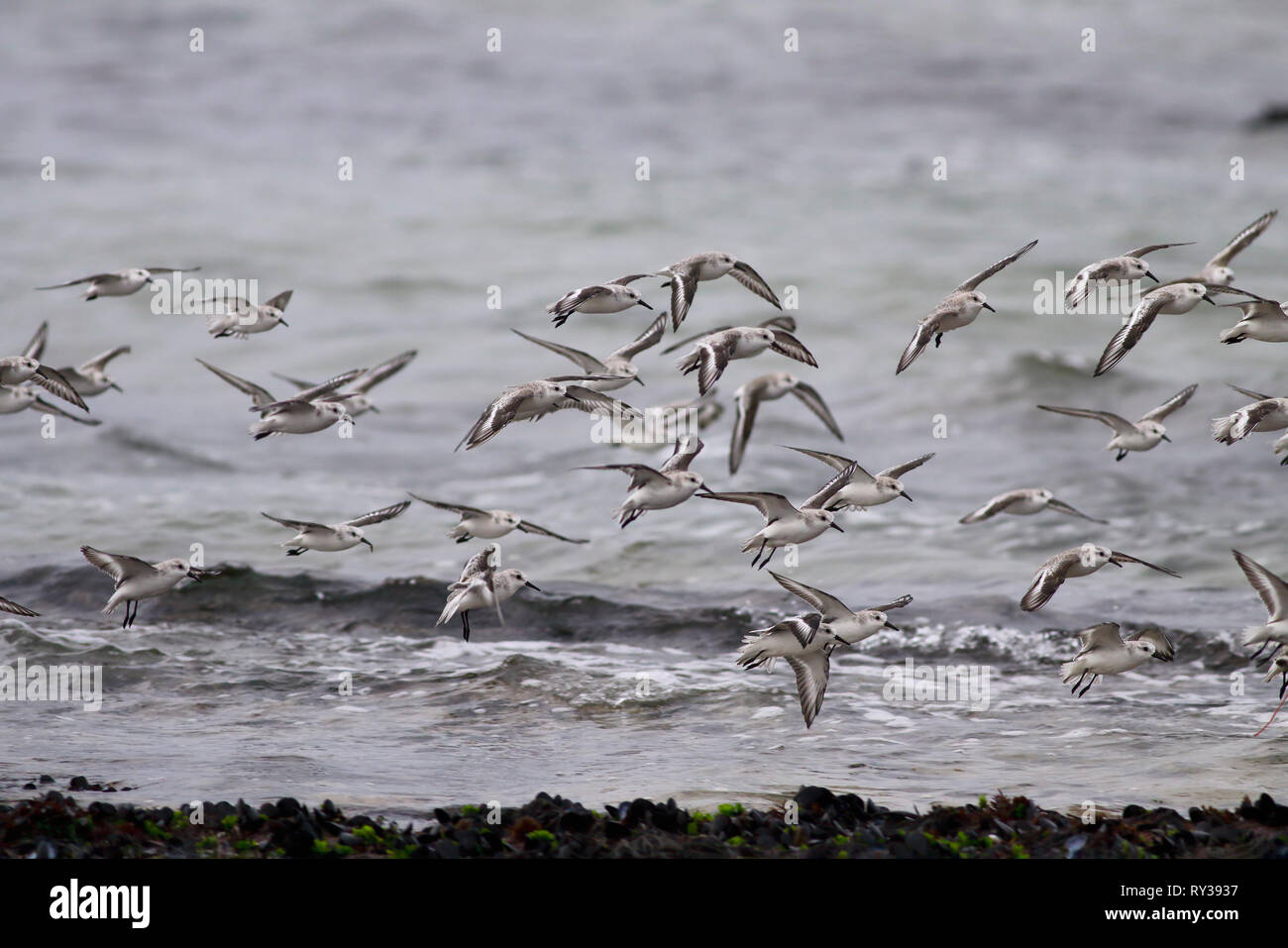 Flock of sanderlings flying hi-res stock photography and images - Alamy