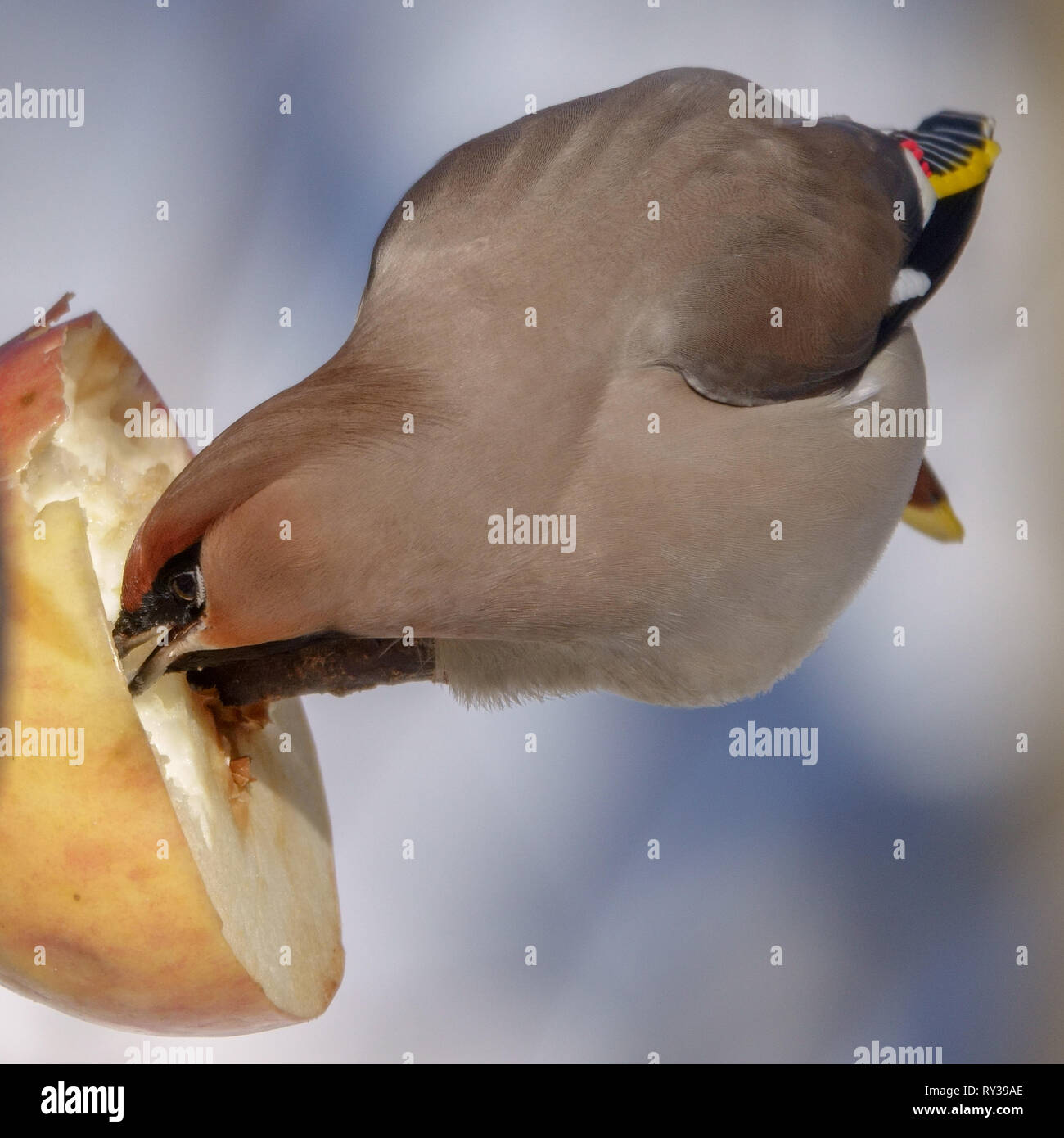 Waxwing eating apple hi-res stock photography and images - Alamy