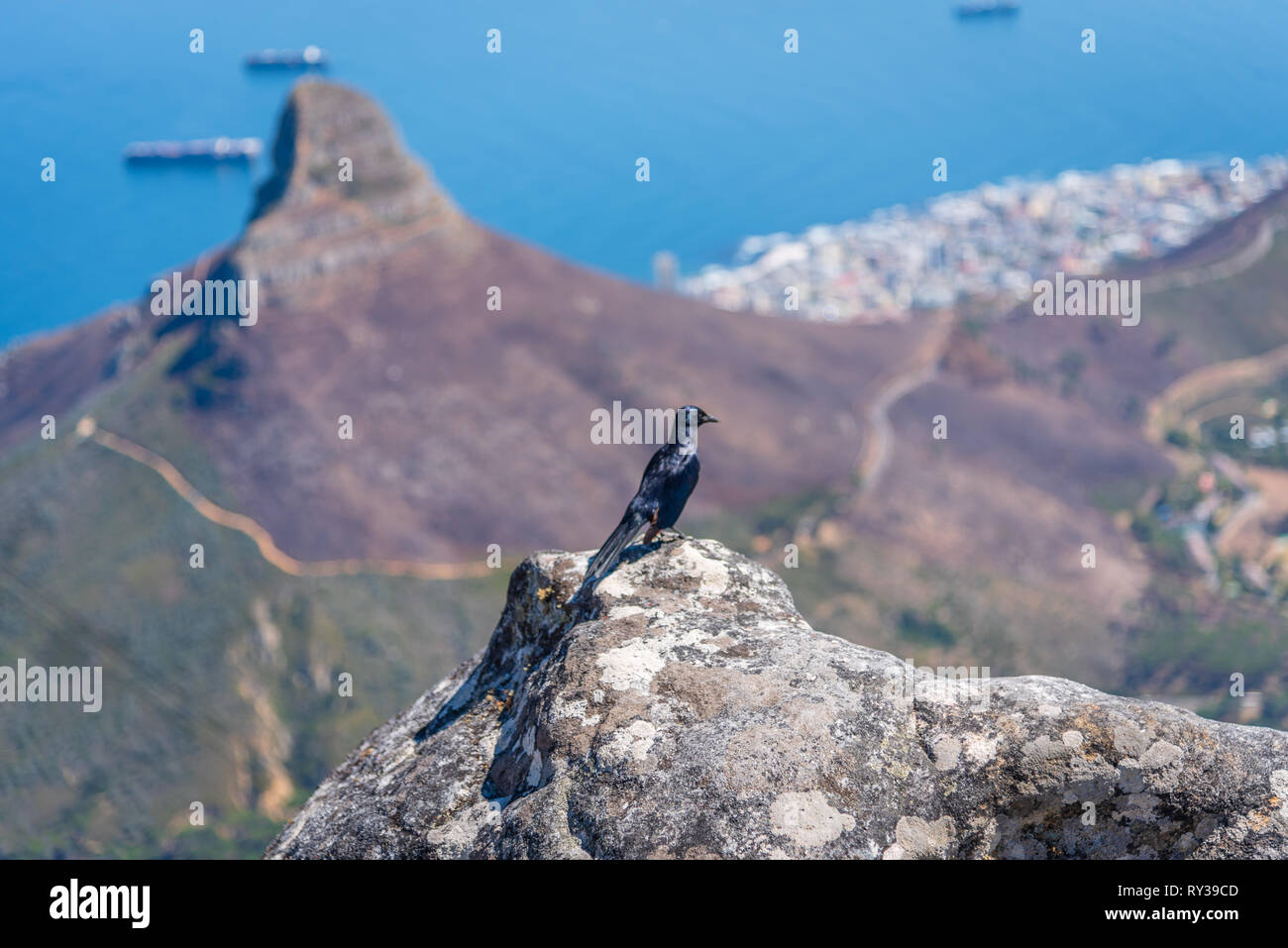 Table mountain animal hi-res stock photography and images - Alamy