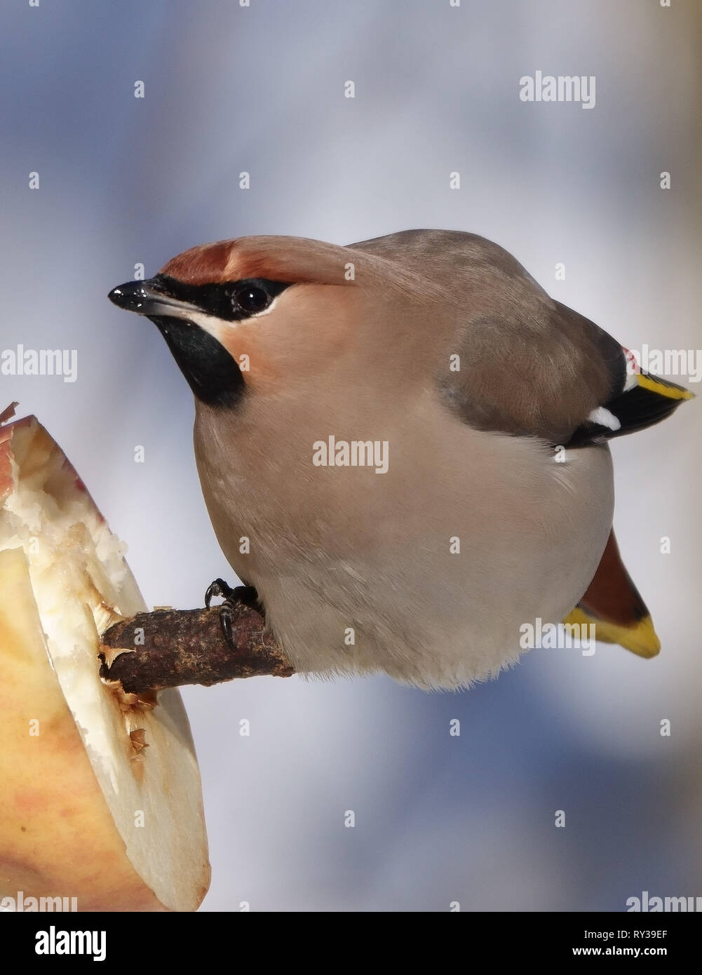 Waxwing eating apple hi-res stock photography and images - Alamy