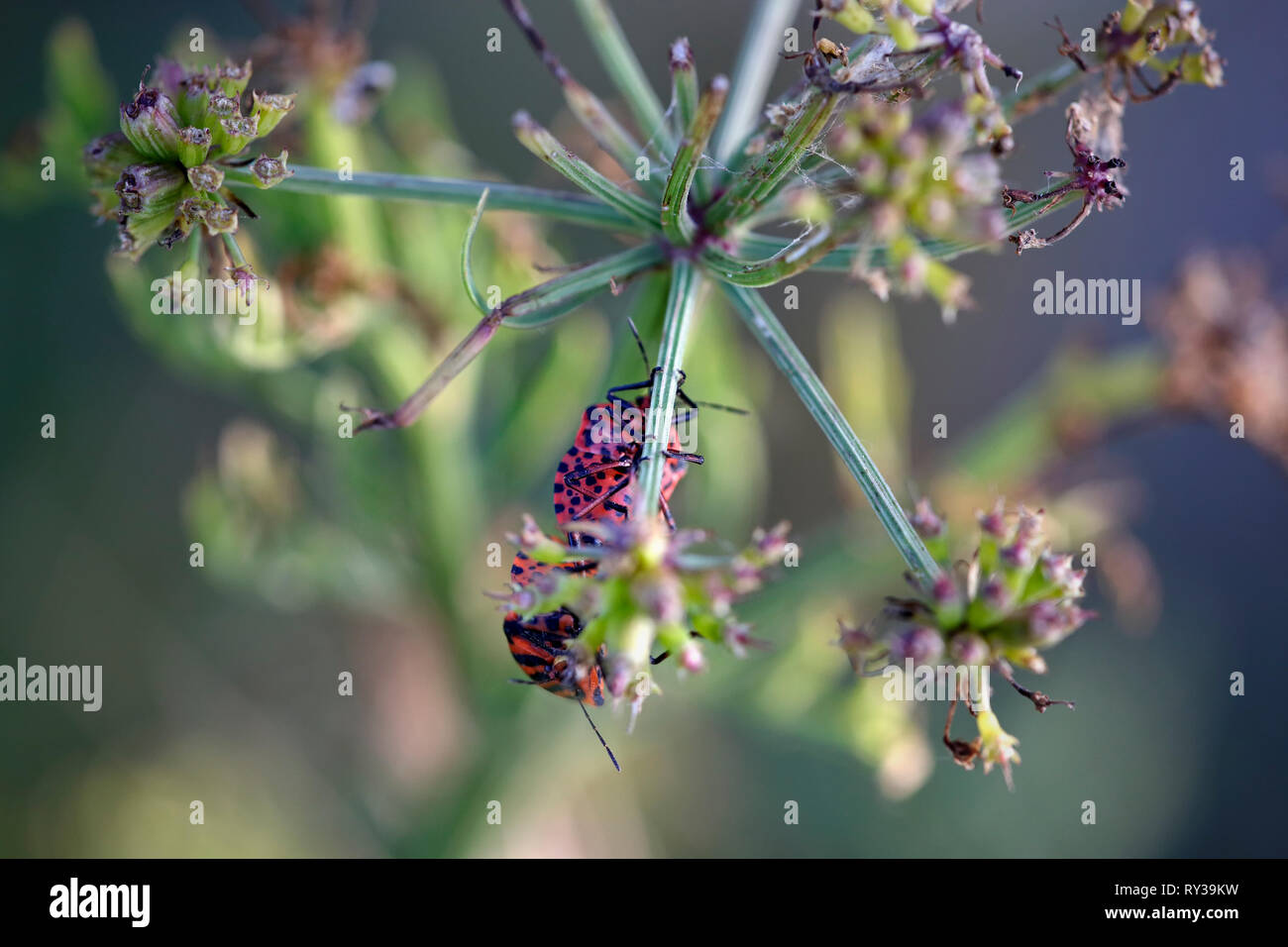 Red bugs mating macro. Northern portuguese meadows in spring. Shallow ...