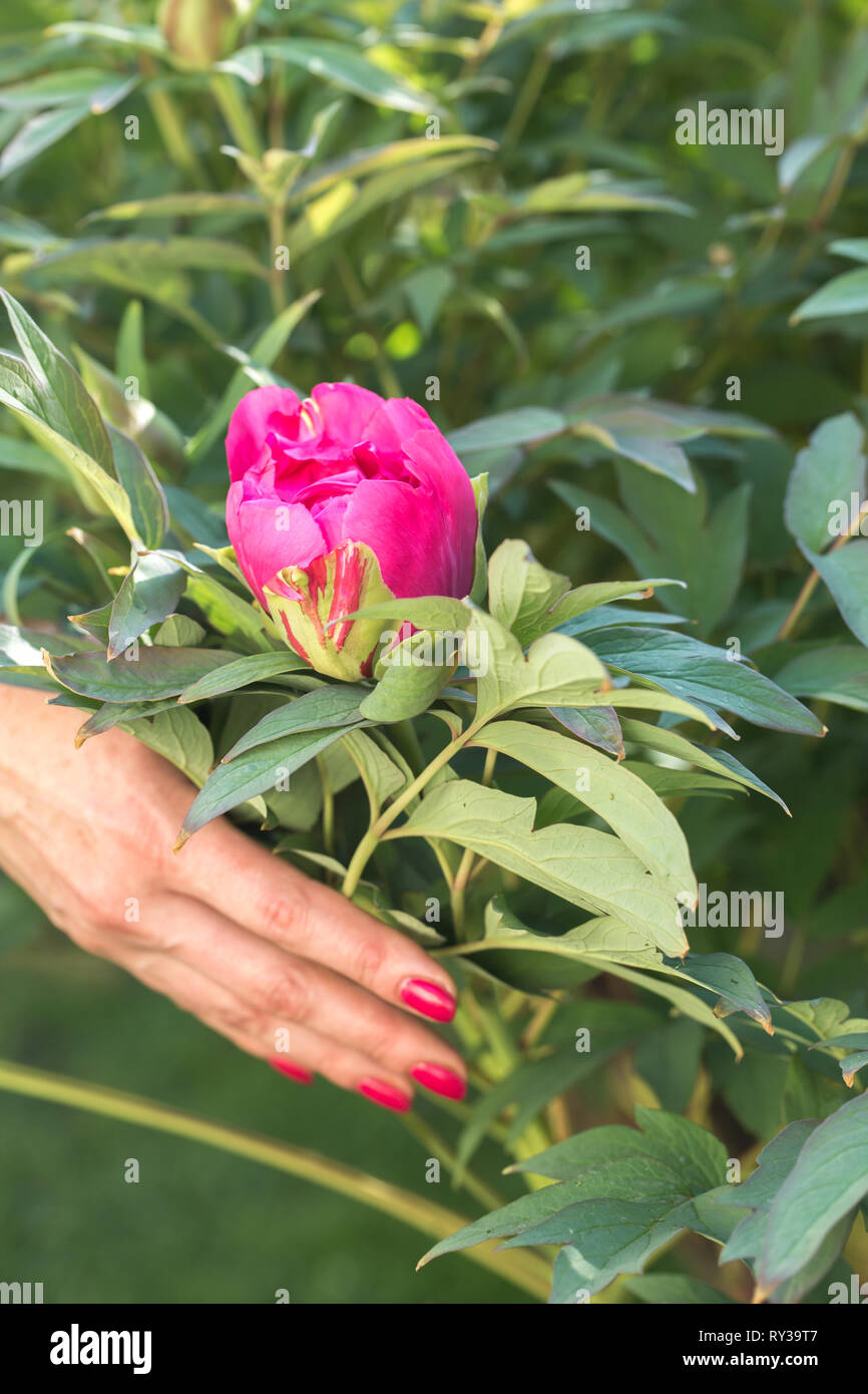 Spring bloom of pink peony Stock Photo - Alamy