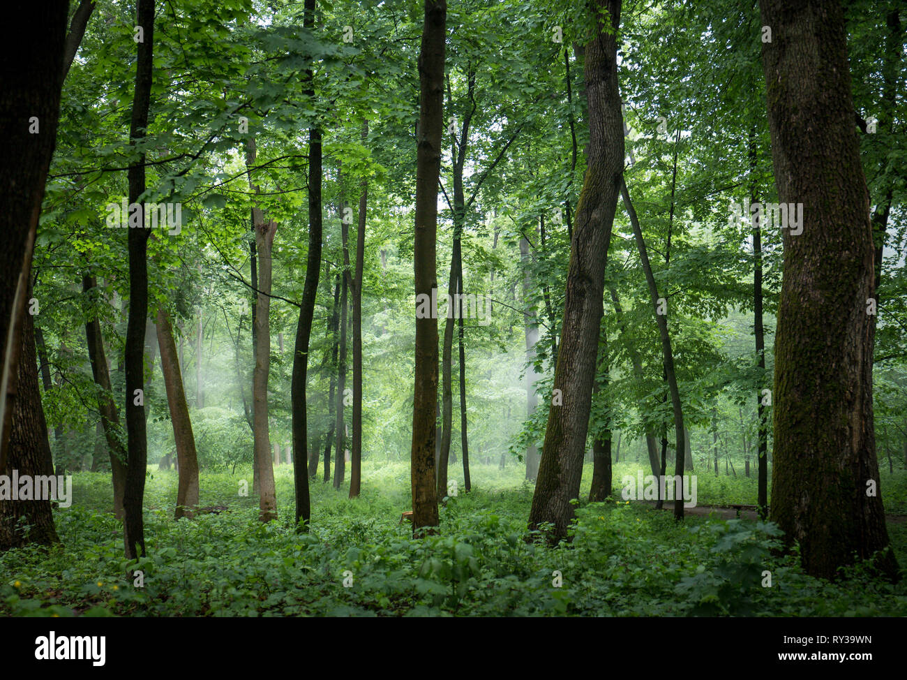 Foggy, misty forest with tall trees Stock Photo - Alamy