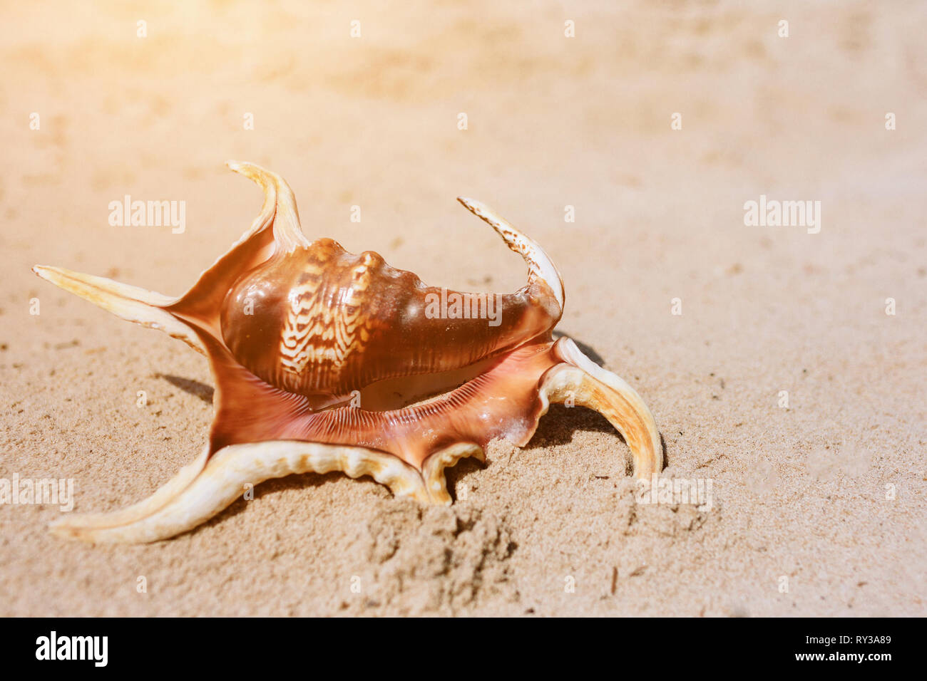 Seashell on beach caribbean sea hi-res stock photography and images - Alamy