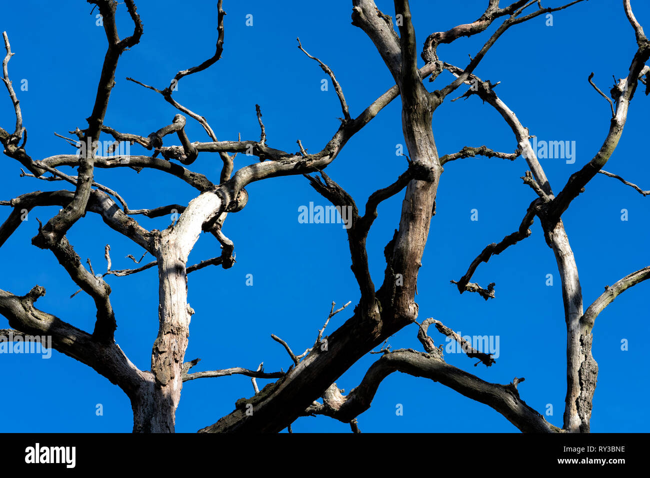 Autumn Beech Trees Worms Eye View High Resolution Stock Photography and ...
