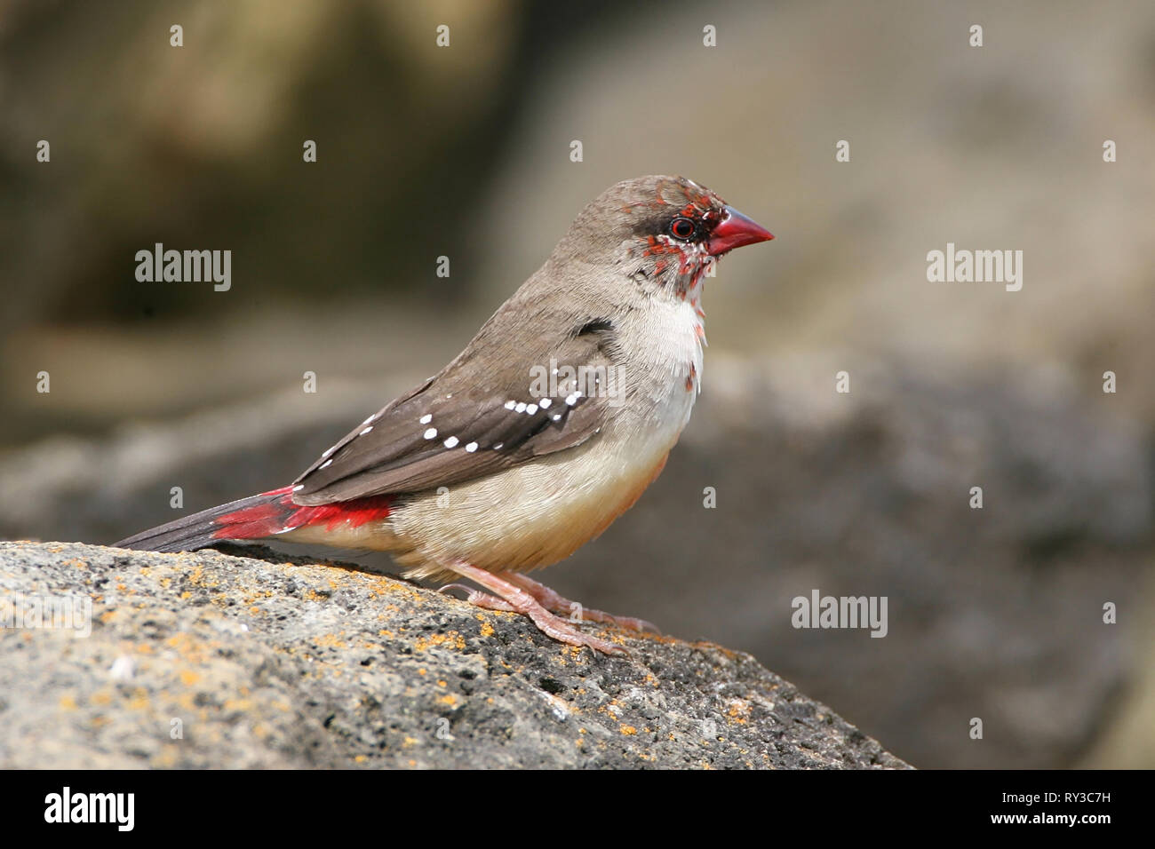 Red munia hi-res stock photography and images - Alamy