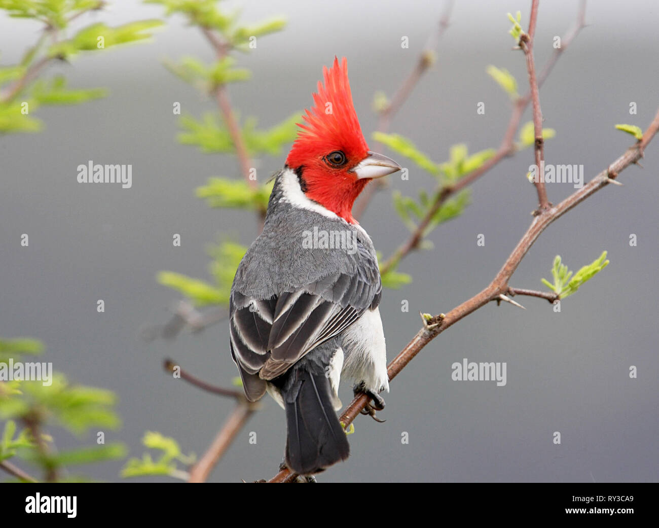 Hawaiian cardinal hi-res stock photography and images - Alamy