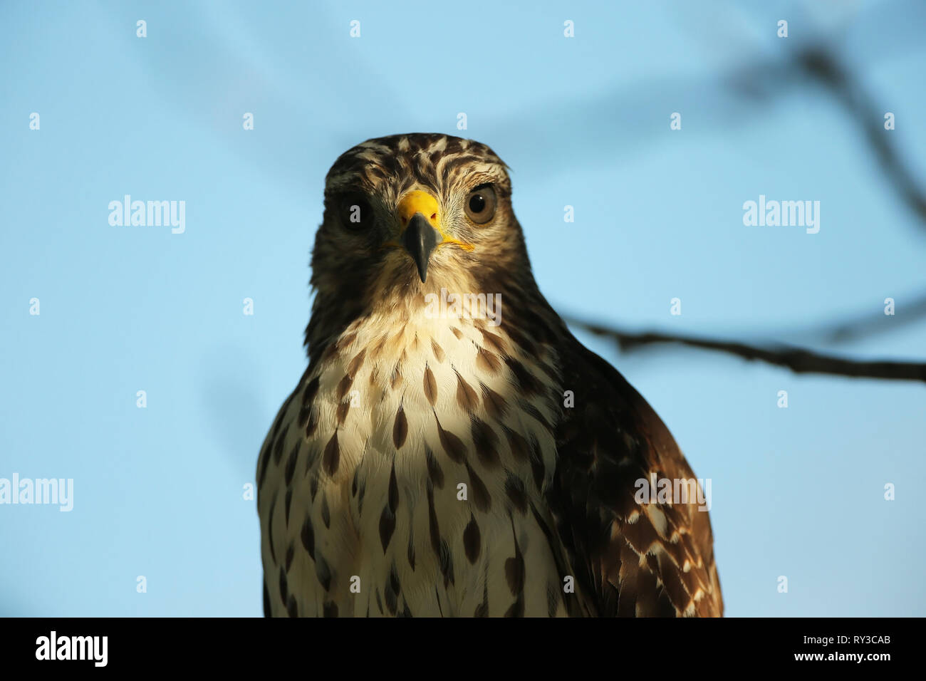 Red Shouldered Hawk Stock Photo - Alamy
