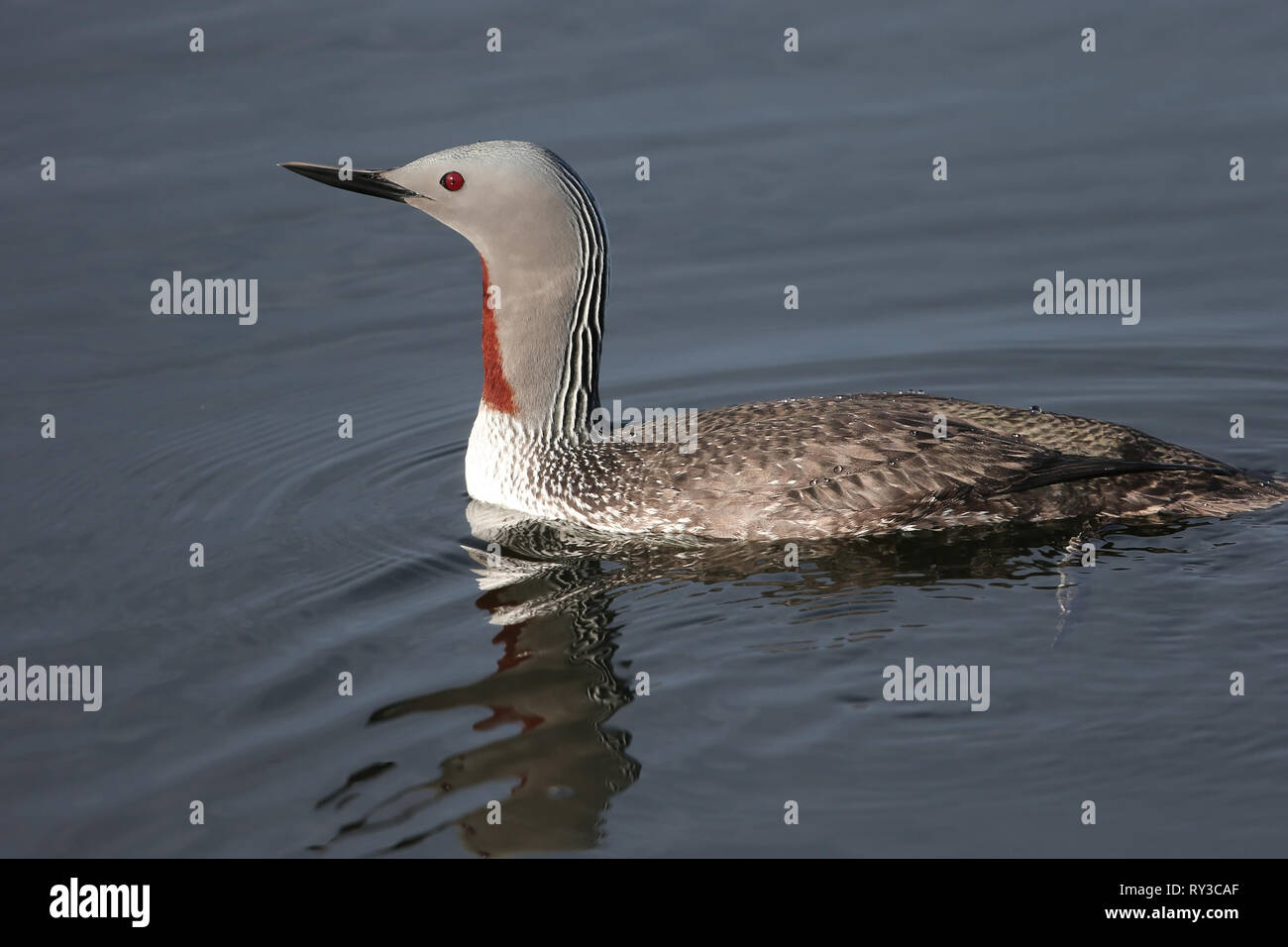 Alaska loons hi-res stock photography and images - Alamy