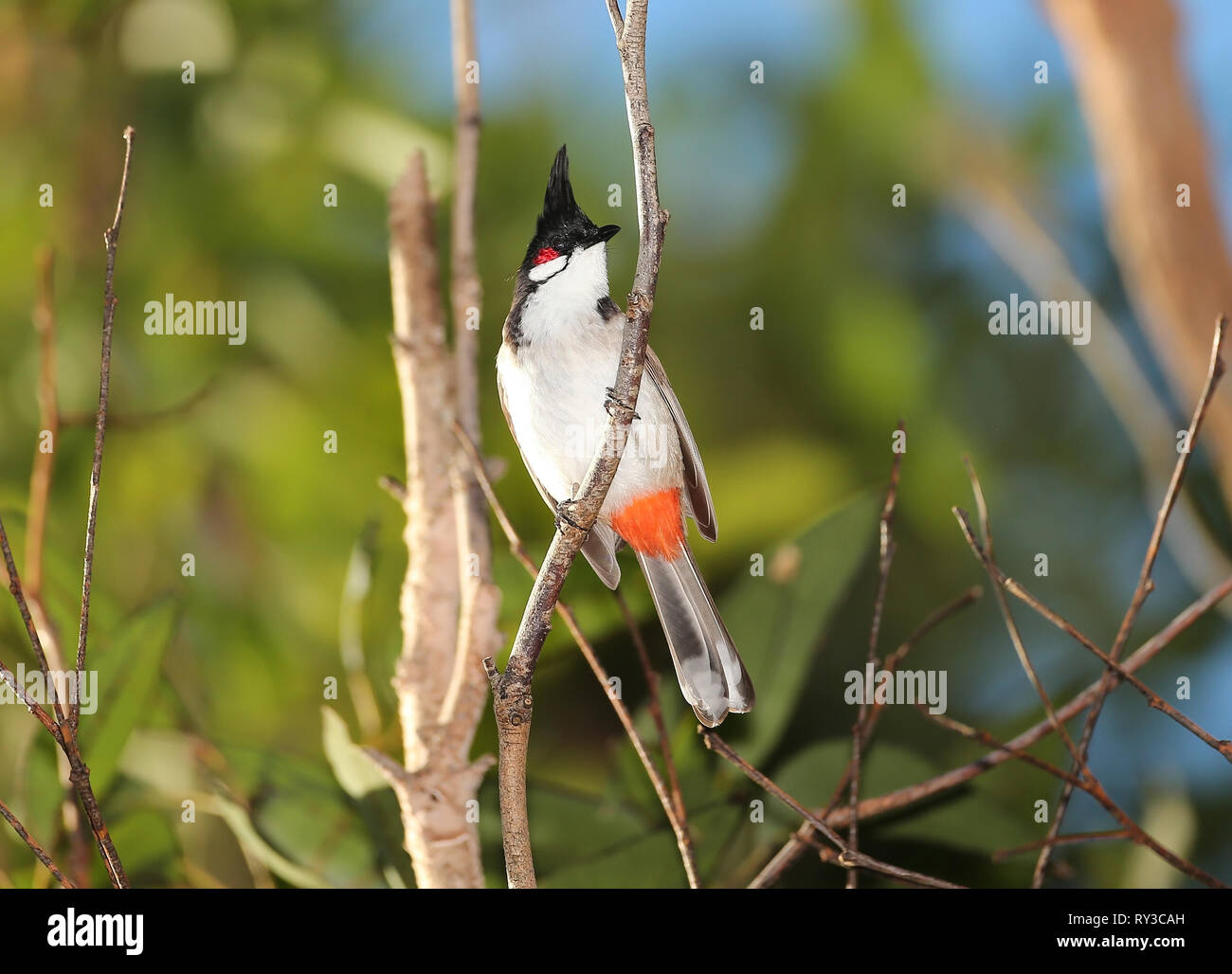 Red Whiskered Bulbul Stock Photo - Alamy