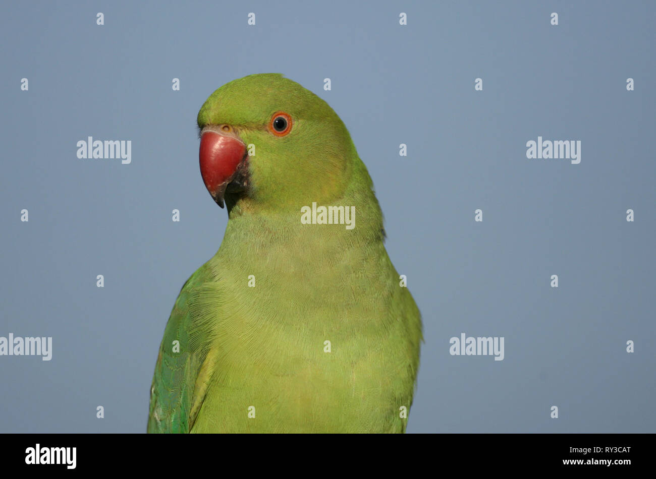 Parakeet hawaii hi-res stock photography and images - Alamy