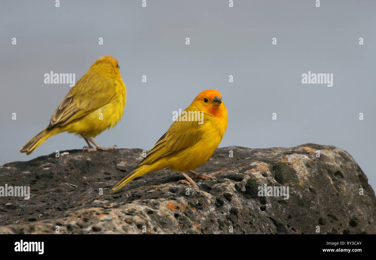 Saffron finch hi-res stock photography and images - Alamy