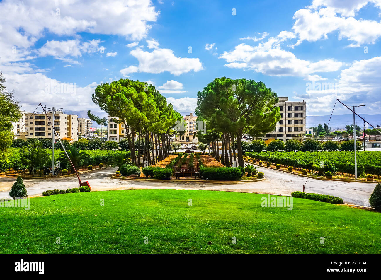 Zahle Trees Leading Line with Blue Sky Background Stock Photo - Alamy
