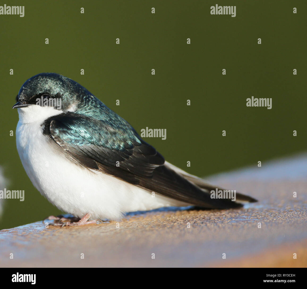 Alaska swallows hi-res stock photography and images - Alamy