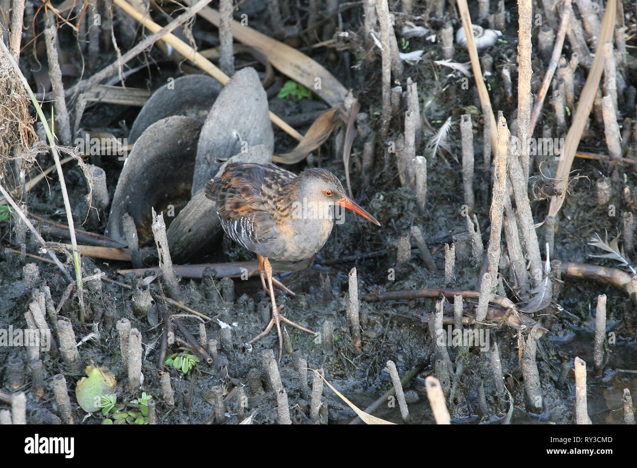 Water rail europe hi-res stock photography and images - Alamy
