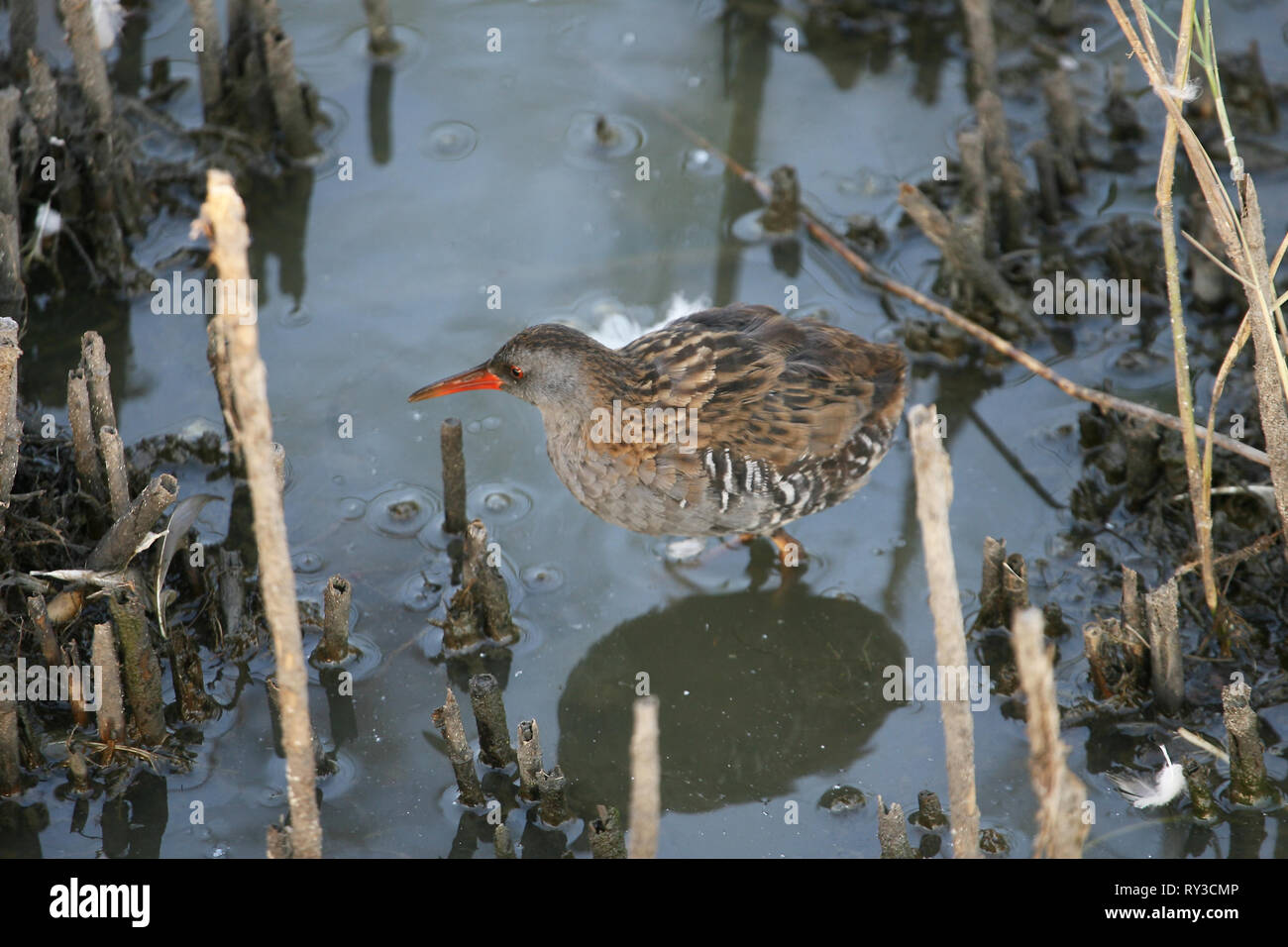 Water rail europe hi-res stock photography and images - Alamy