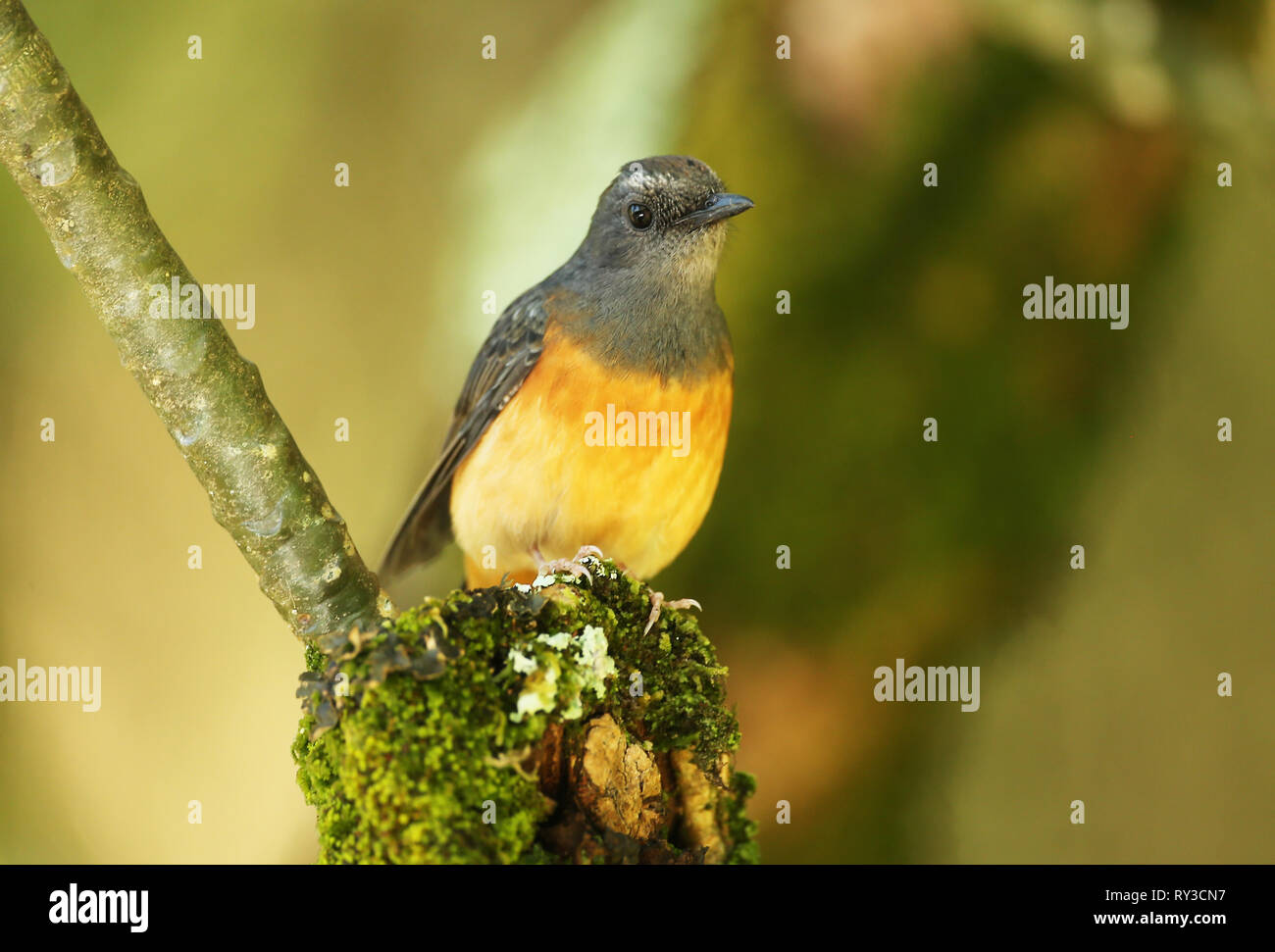 Shama bird hi-res stock photography and images - Alamy