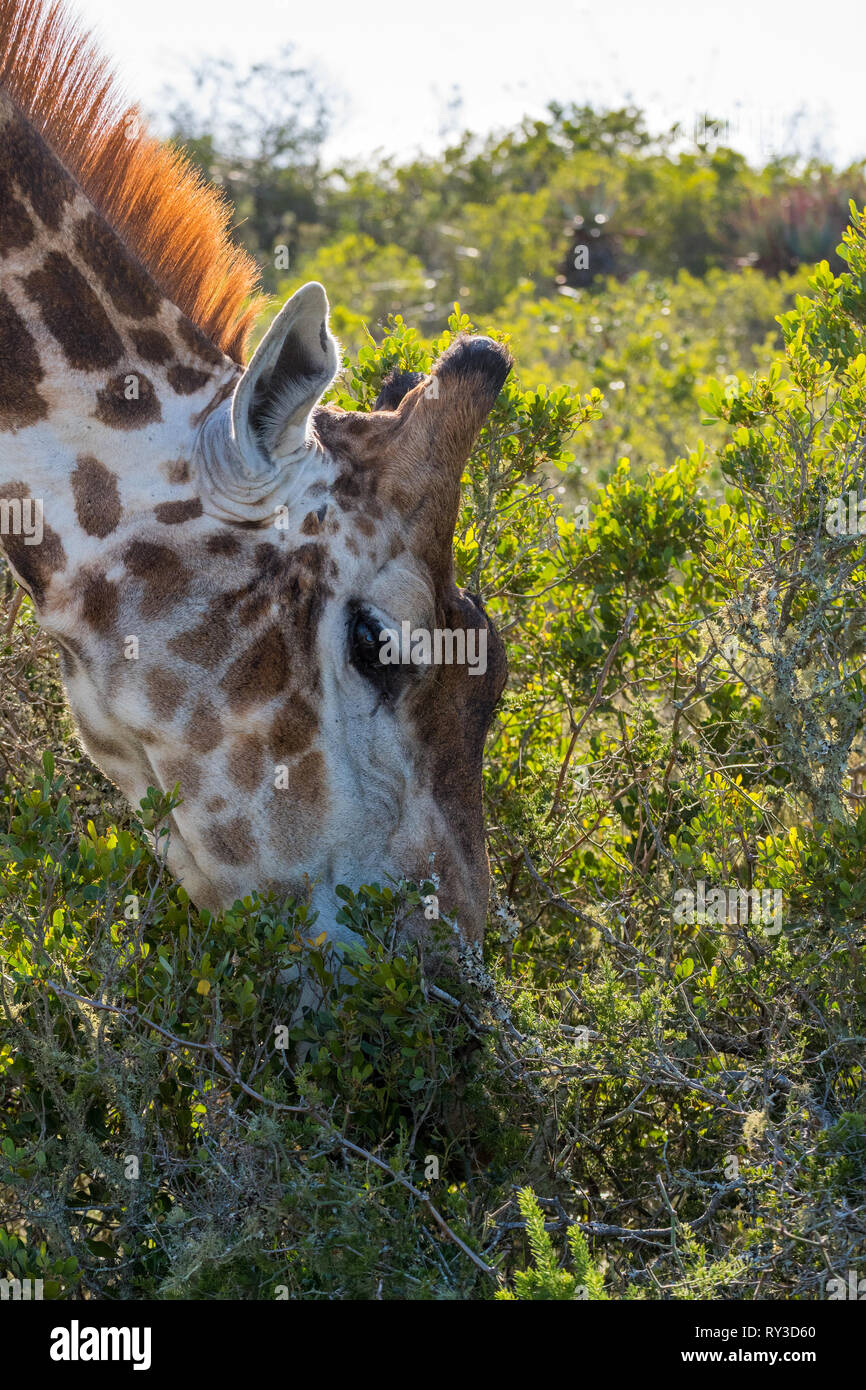 Giraffe eating leaves from tree hi-res stock photography and images - Alamy