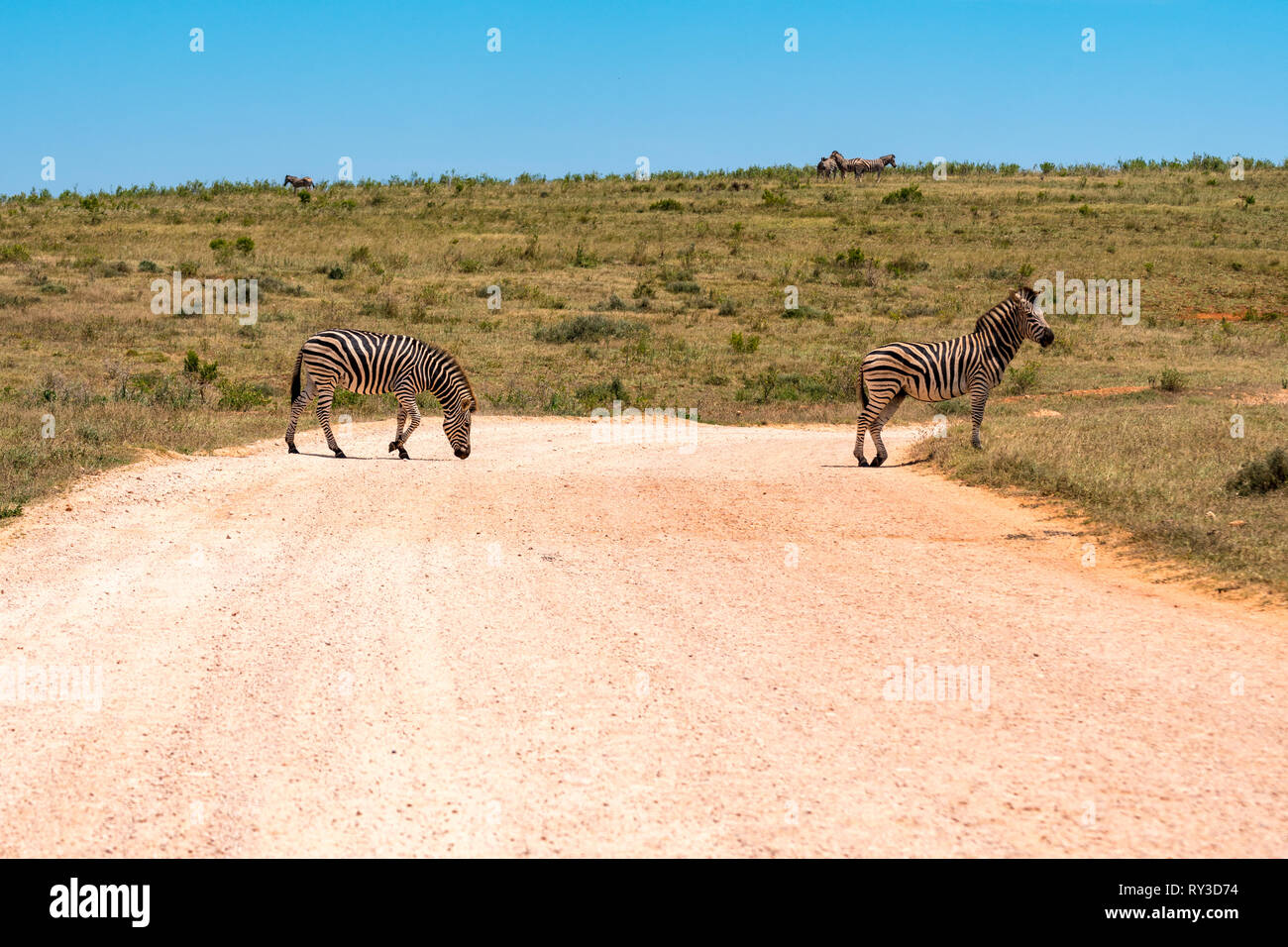 Zebra horse cross hi-res stock photography and images - Alamy
