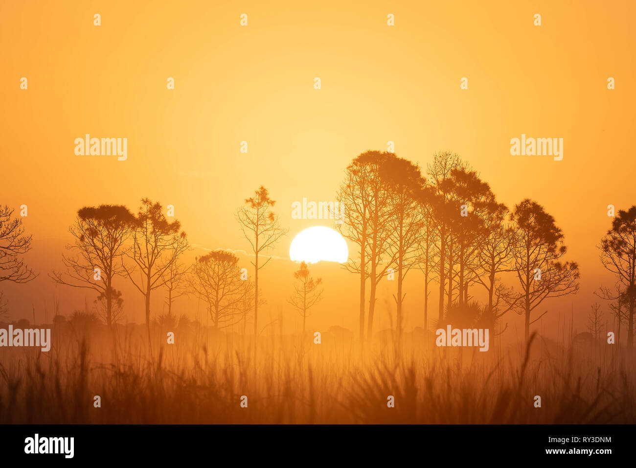 Sunshine bridge kissed by the morning sun with a wading bird wandering ...