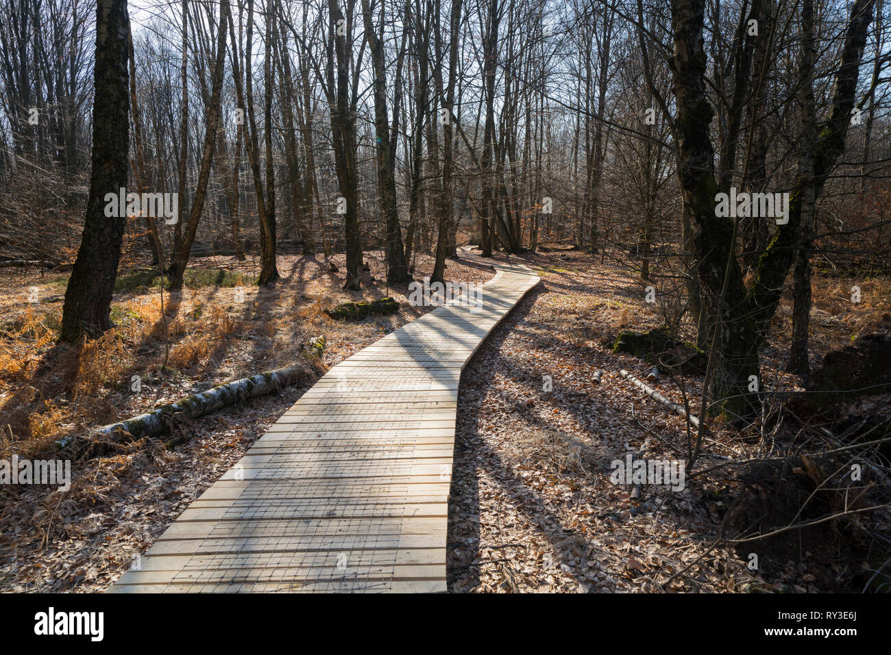 Kassel germany forest hesse hi-res stock photography and images - Alamy