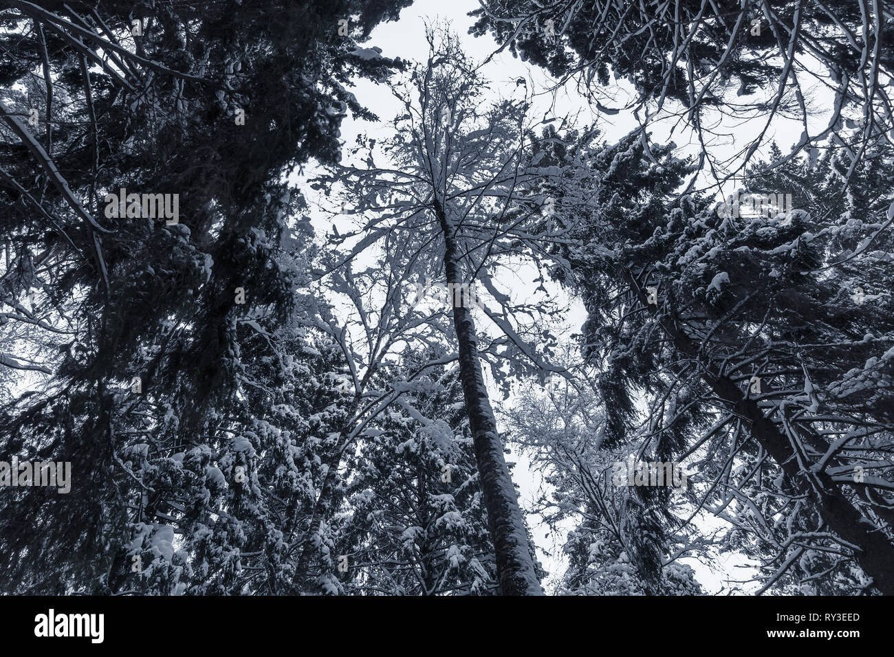 European black pine tree branch hi-res stock photography and images - Alamy