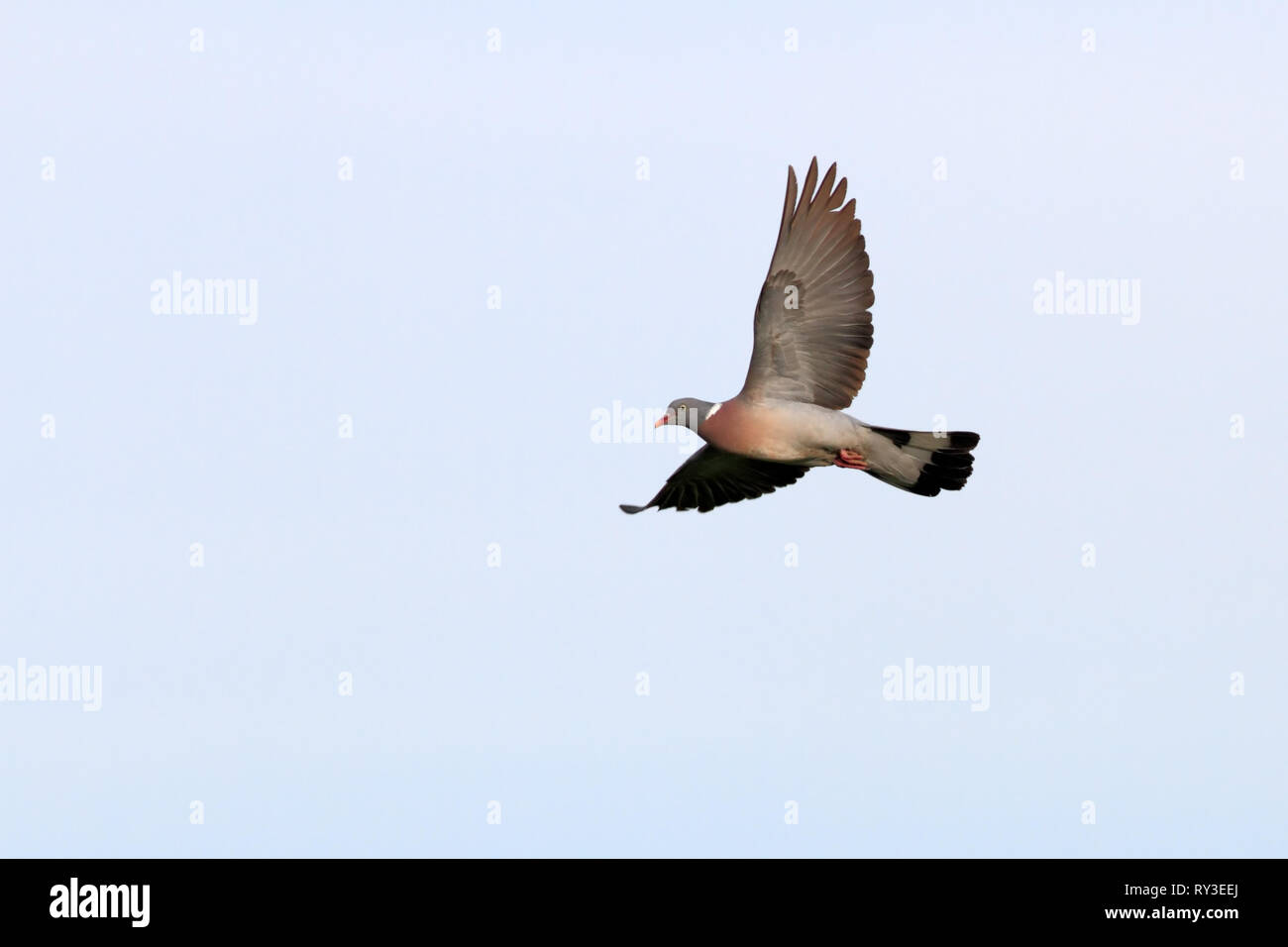 Beautiful and colorful wild european wood pigeon in flight Stock Photo ...