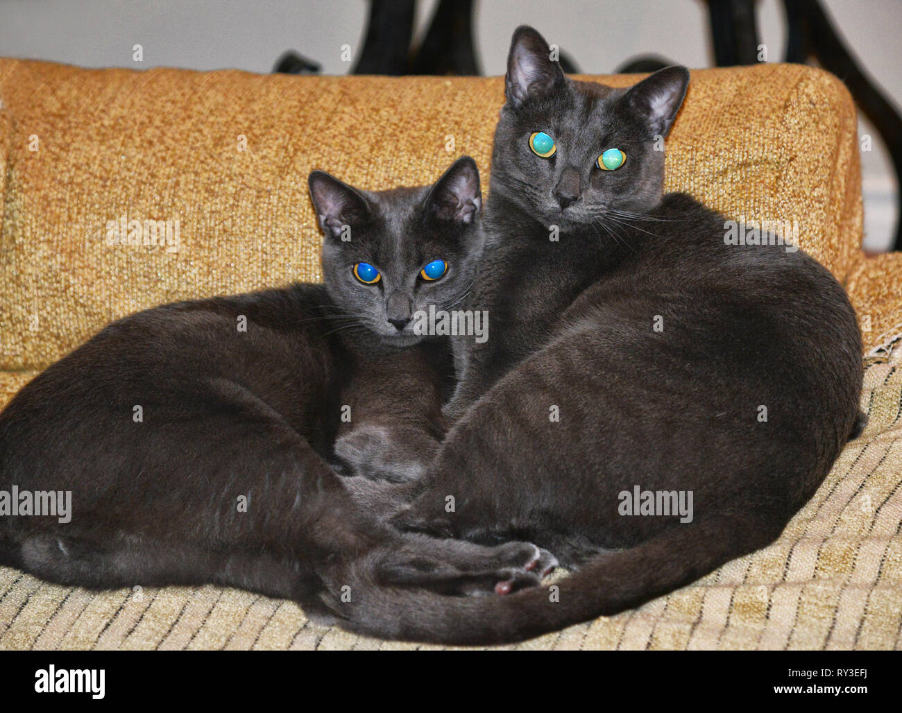 Twin cats hi-res stock photography and images - Alamy