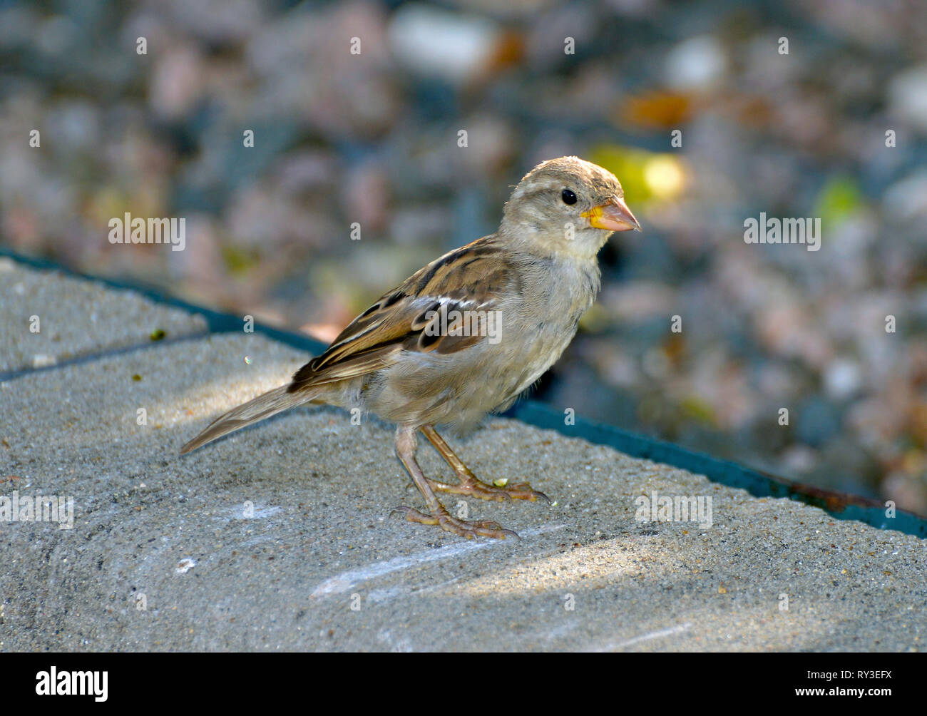 Common Sparrow birds Stock Photo - Alamy