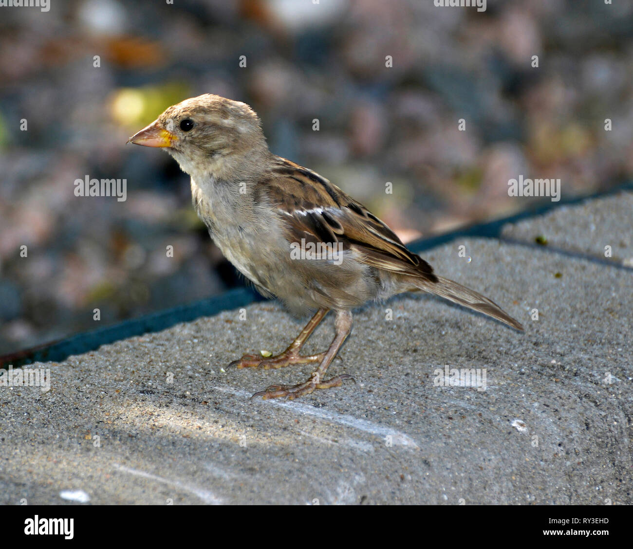 Common sparrow hi-res stock photography and images - Alamy