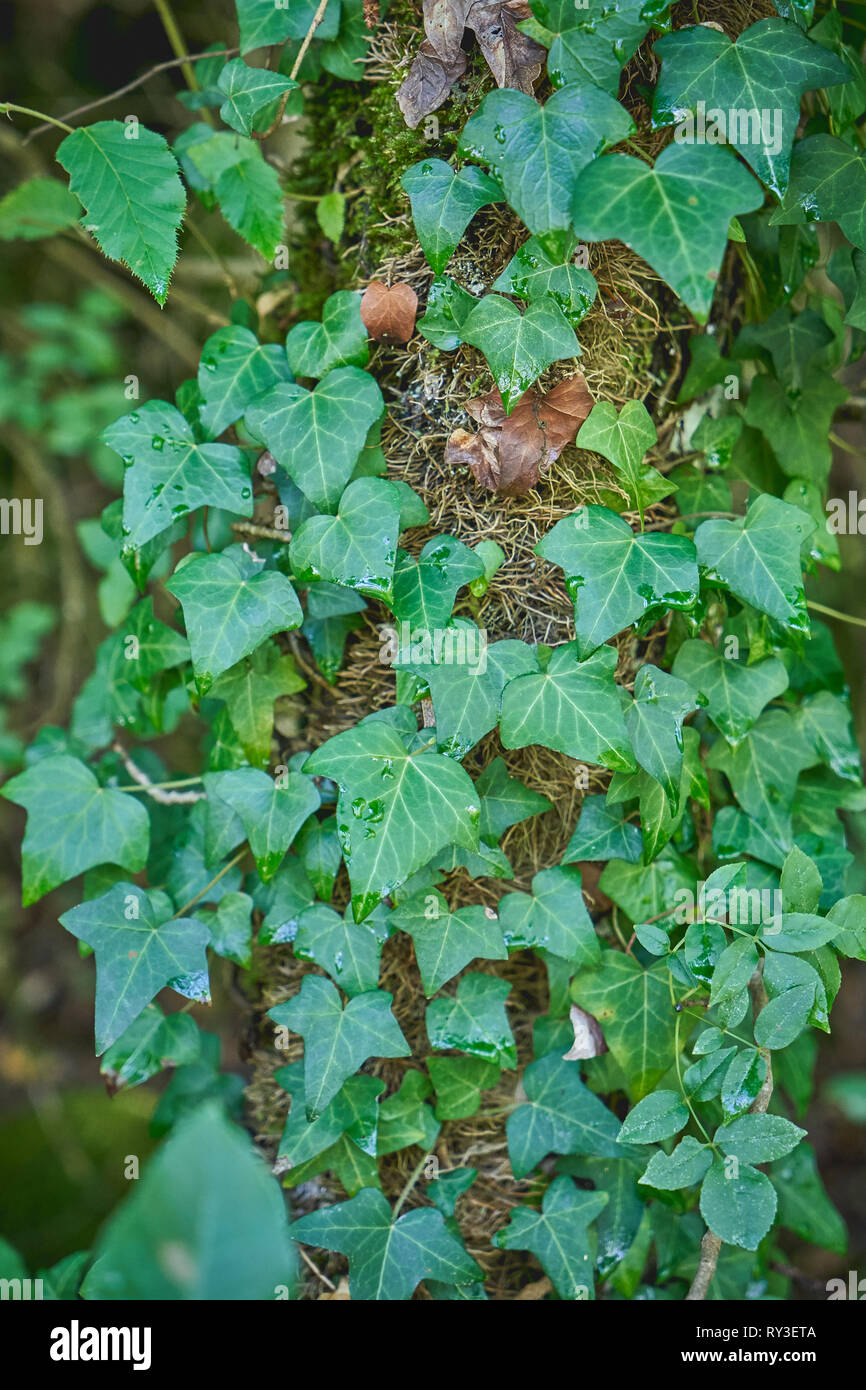 Detail view of green ivy growing on a tree trunk. Portrait format Stock ...