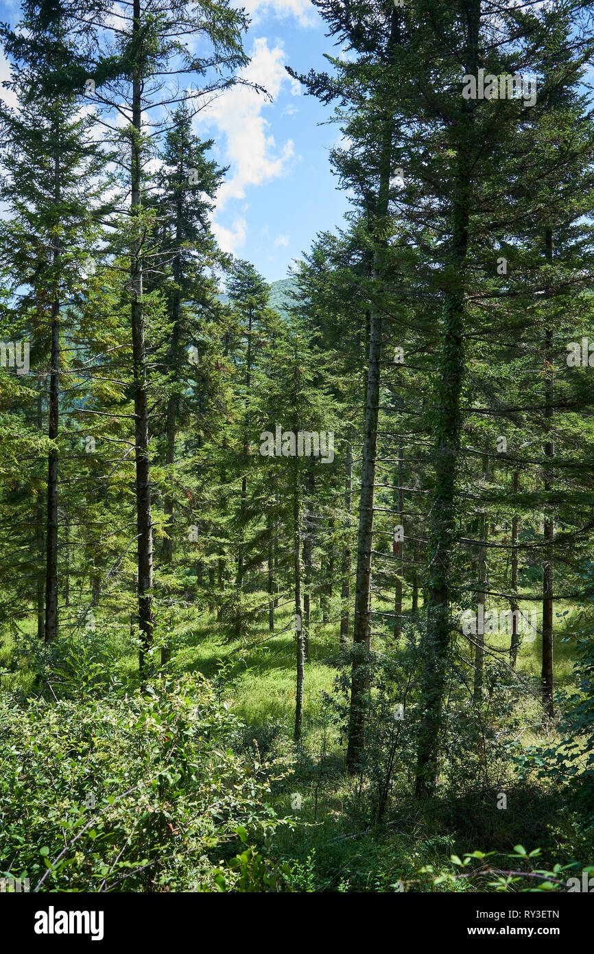 Biome forest hi-res stock photography and images - Alamy
