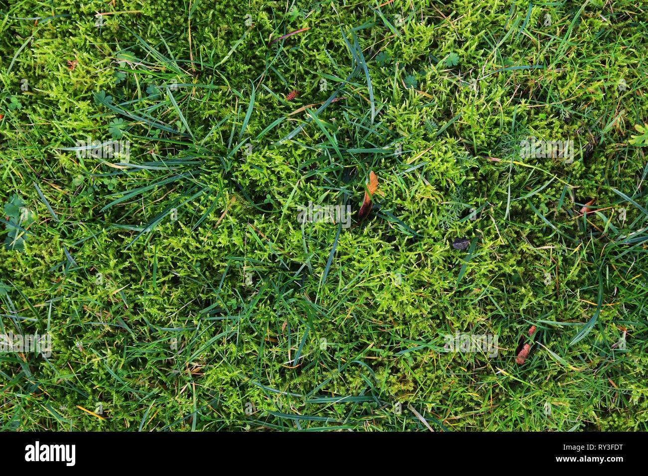 Detailed close up surface of green grass on a field Stock Photo - Alamy