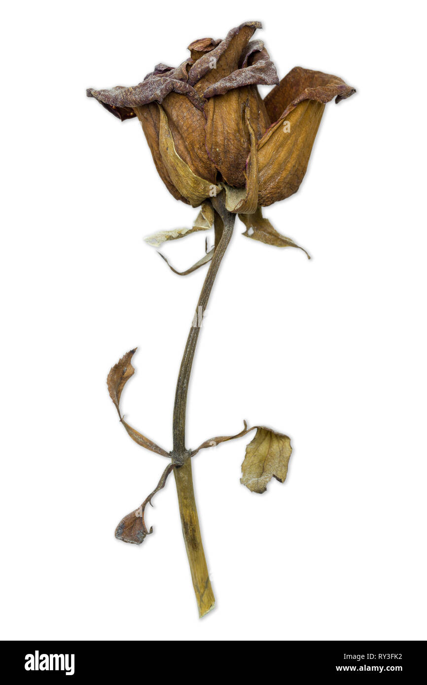 Closeup withered red rose on white background. The concept of ...