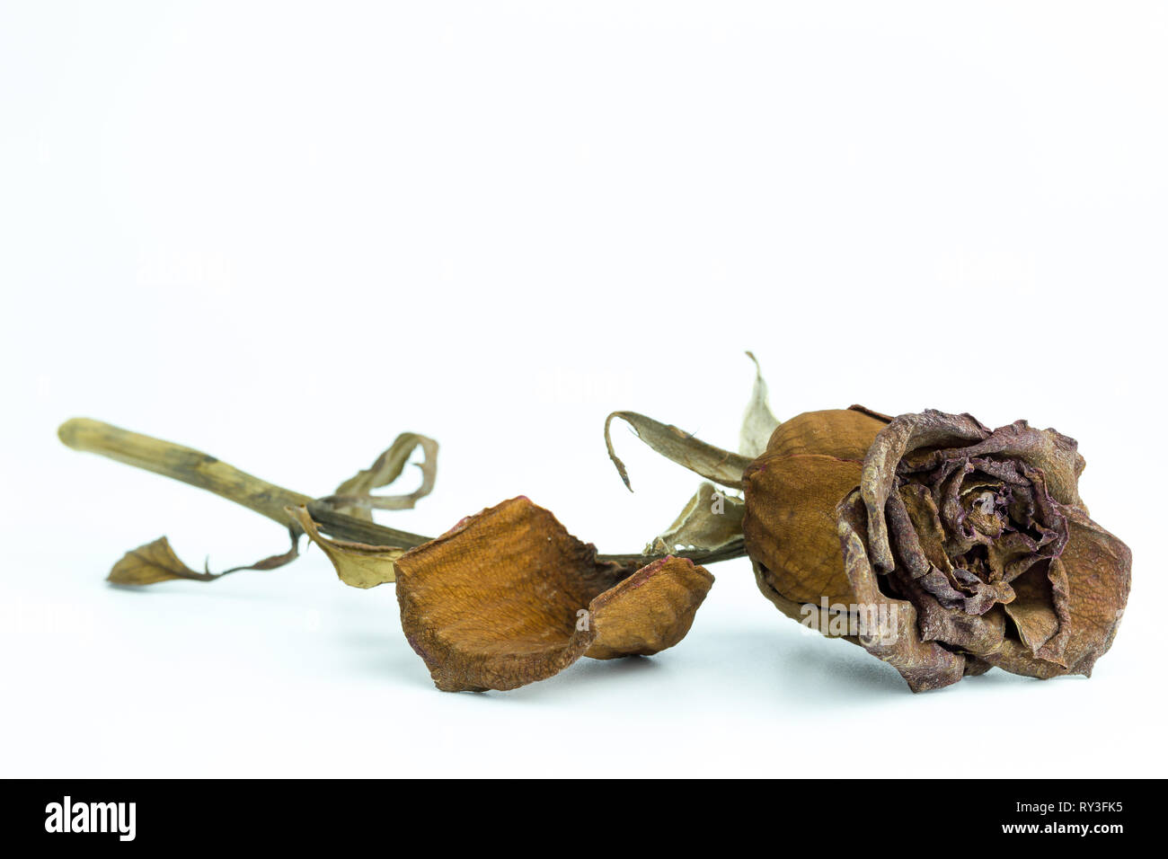 Closeup Withered Red Rose On White Background The Concept Of closeup-withered-red-rose-on-white-background-the-concept-of
