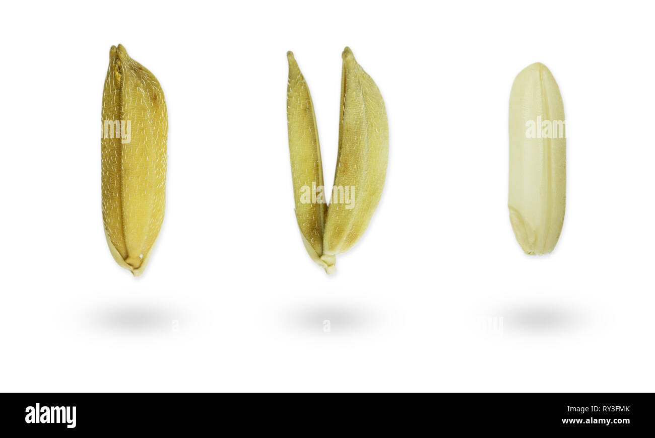 Closeup yellow rice seed on a white background Stock Photo - Alamy