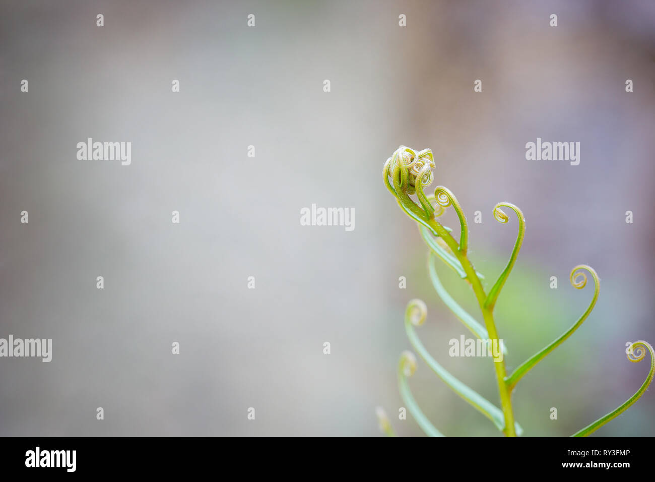 Closeup Crested fern in the tropical jungle among deep forest. Copy ...