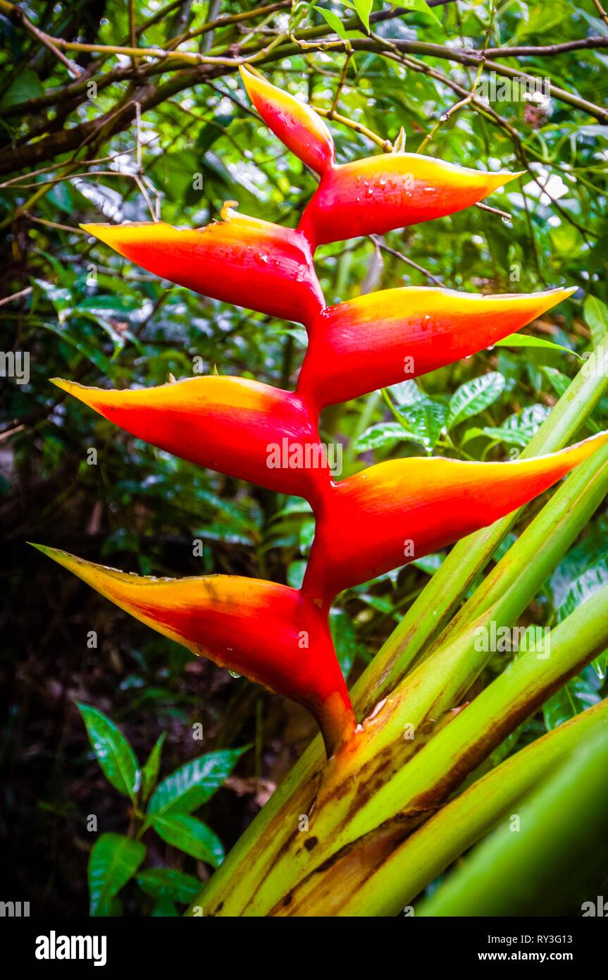 National flower of dominica hi-res stock photography and images - Alamy