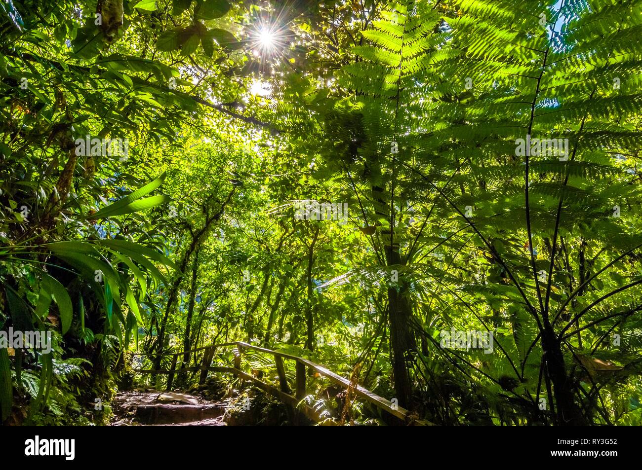 Dominica, Morne Trois Pitons National Park inscribed on the UNESCO ...