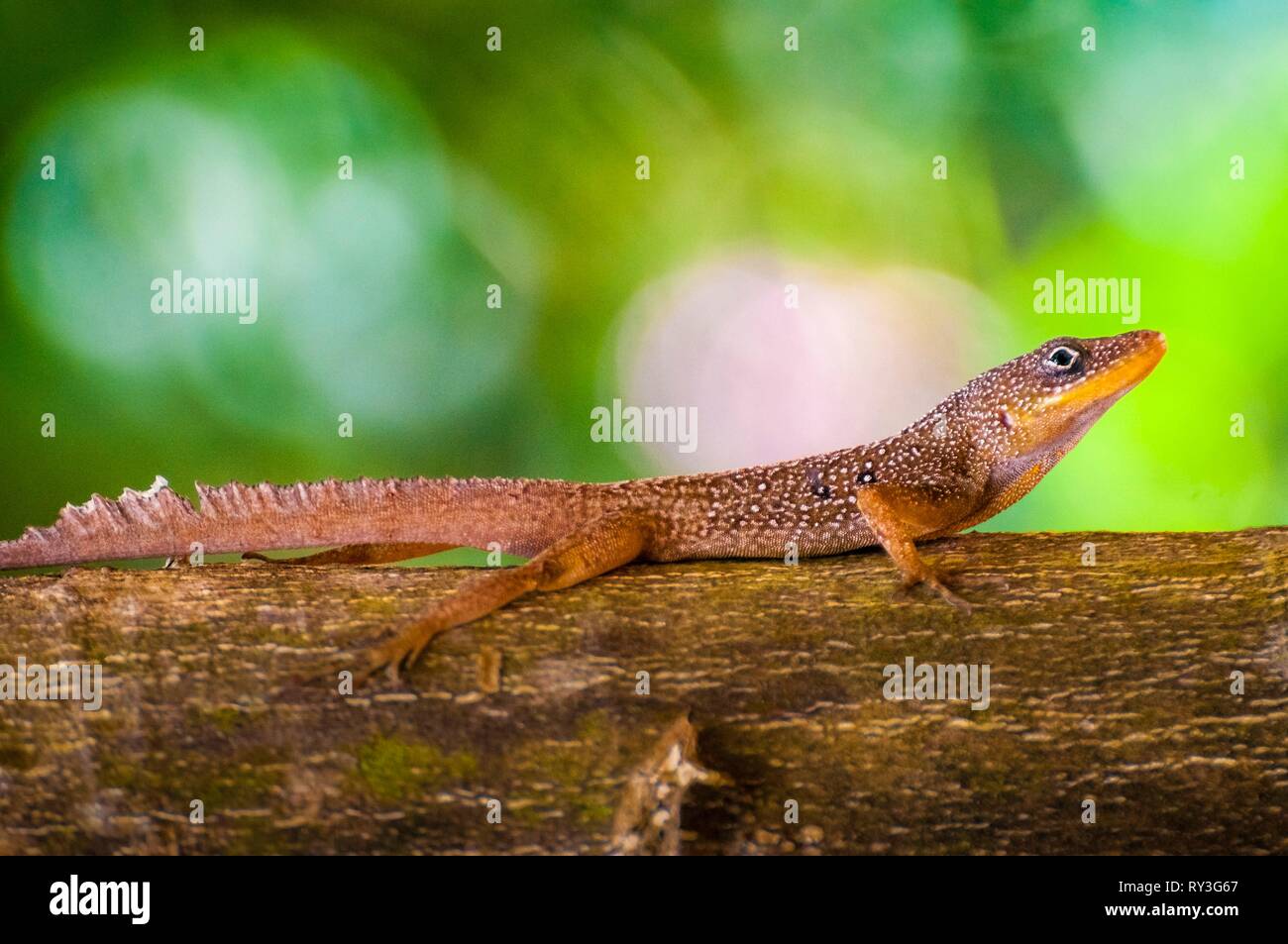 Anolis oculatus hi-res stock photography and images - Alamy